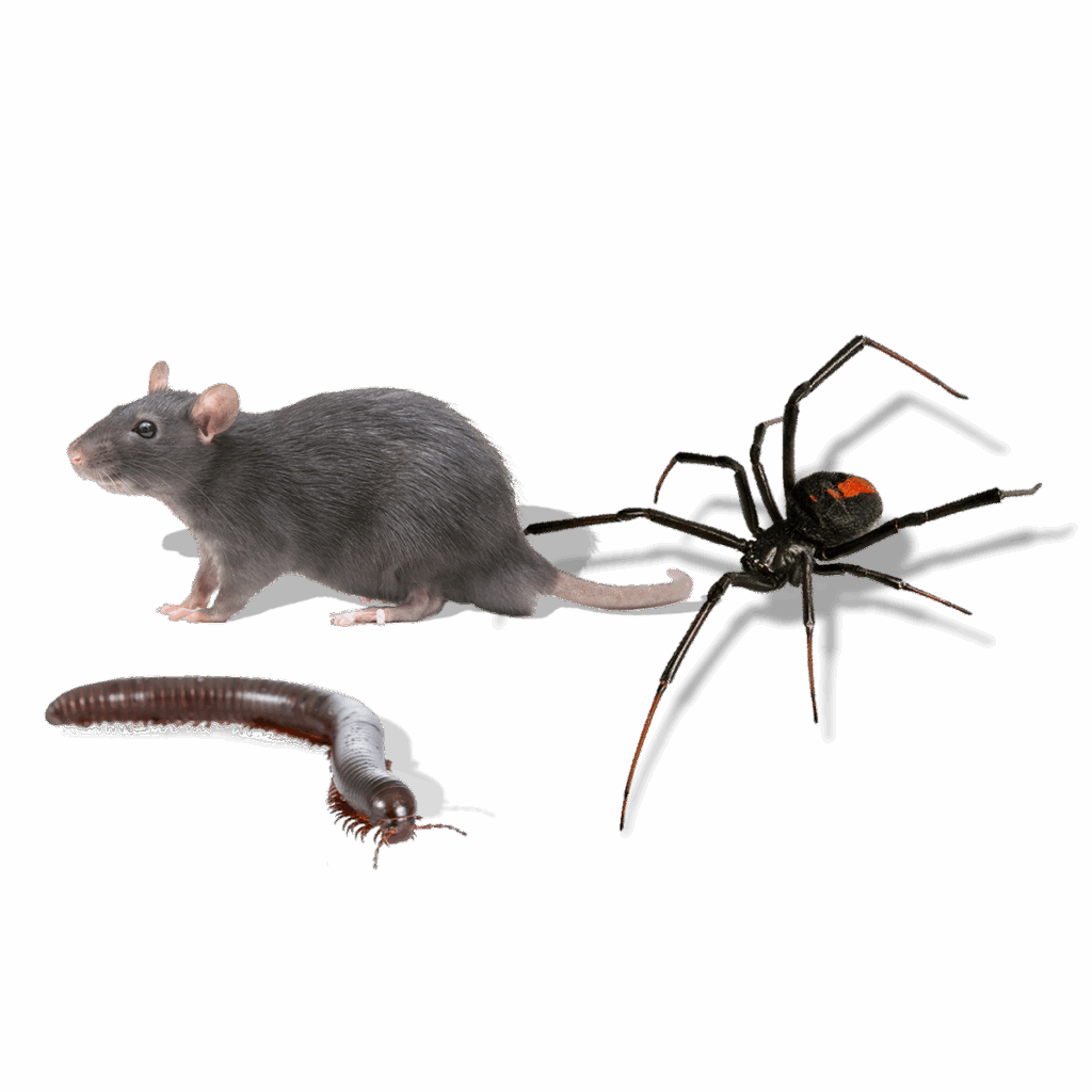 3-in-1 Pest Deal - Statewide Pest Control